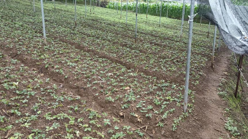 #农业种植 #农业种植致富项目 #同城创作者补贴计划