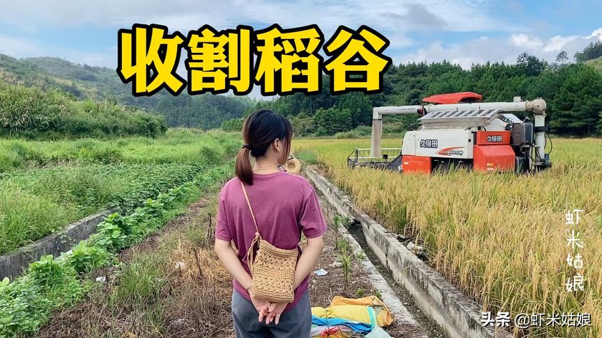 实拍农村15万的收割机,割稻谷全过程,机械替代人力速度真快!