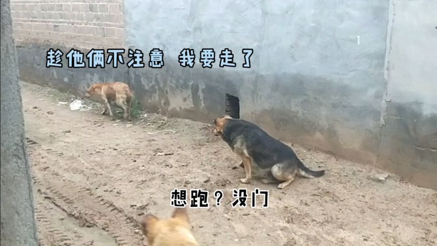 千万别惹狗狗,看它生气时有多么狠,这就是常说的狗咬狗一嘴毛