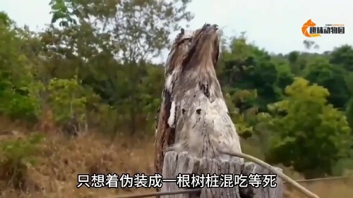 在森林喧闹的日子里,林鸱决心成木头,结果却引发了意想不到的奇遇