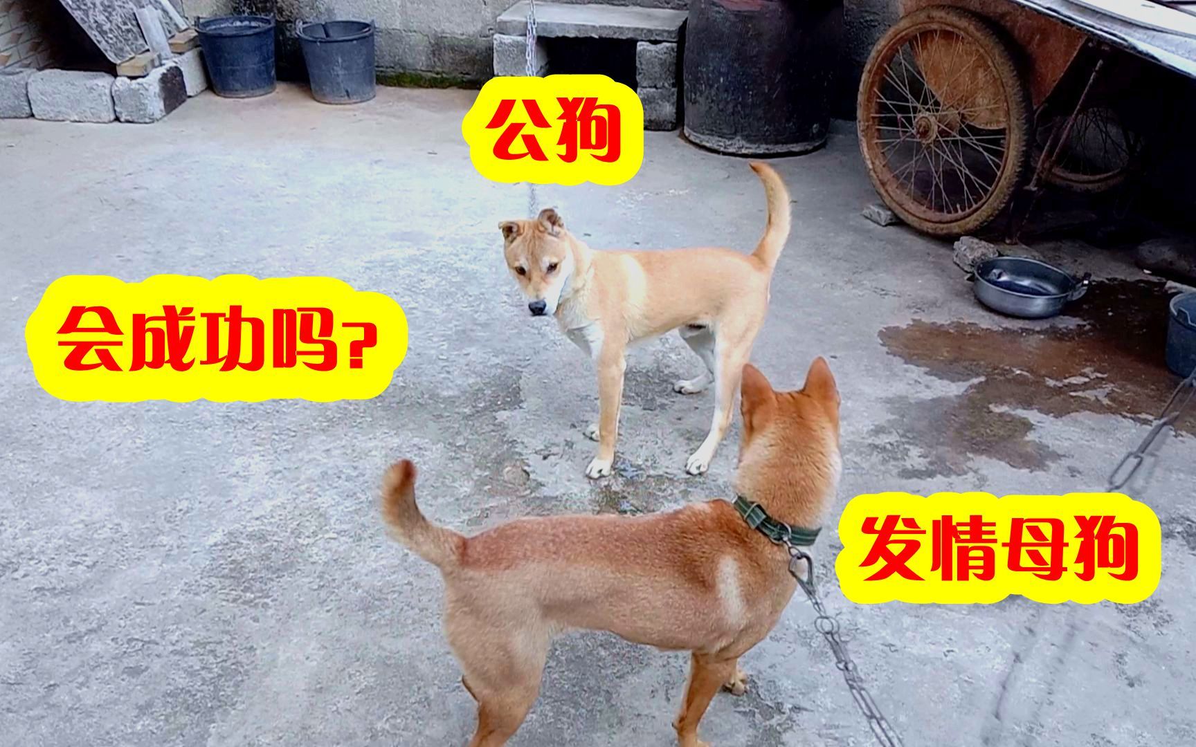 家里的狗狗发情了,主人直接牵着母狗找公狗交配,看看能不能成功