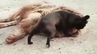 东北农村老家藏獒对上一只美国斗牛犬,没想到是这样的一面