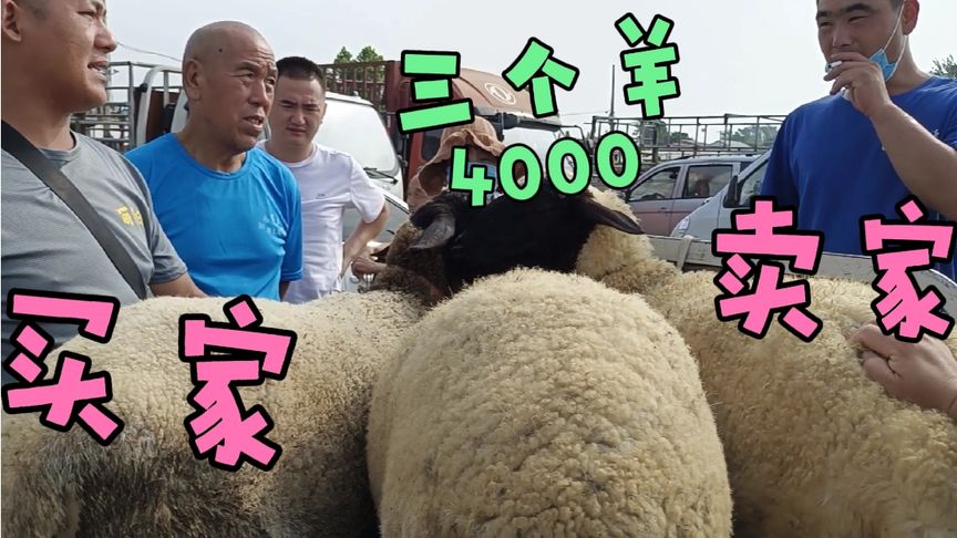 记录买卖双方讨价还价交易过程!卖家说4000,买家出3000,看视频
