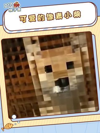 宝宝你的分辨率好低 #柴犬 #萌宠 #小狗 #像素狗狗