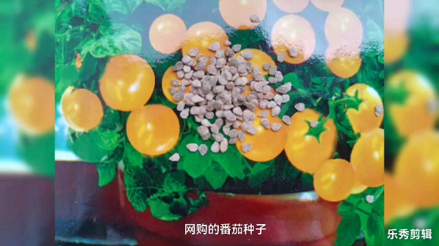 盆栽番茄50天种植记录～