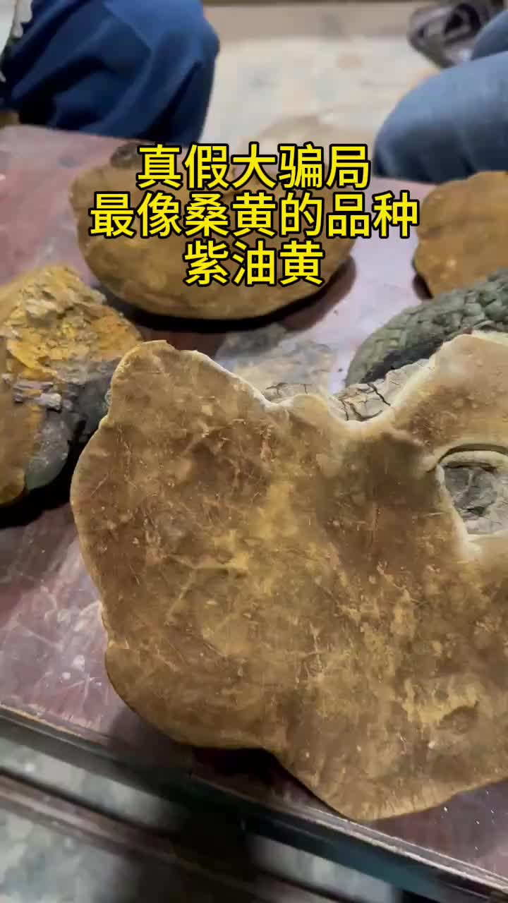 真假桑黄辨别,紫油黄#桑黄