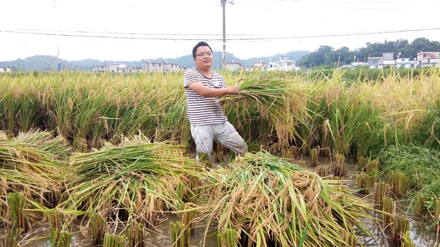 江西农村,机械都来不了,原始的手工割稻谷,满满的回忆