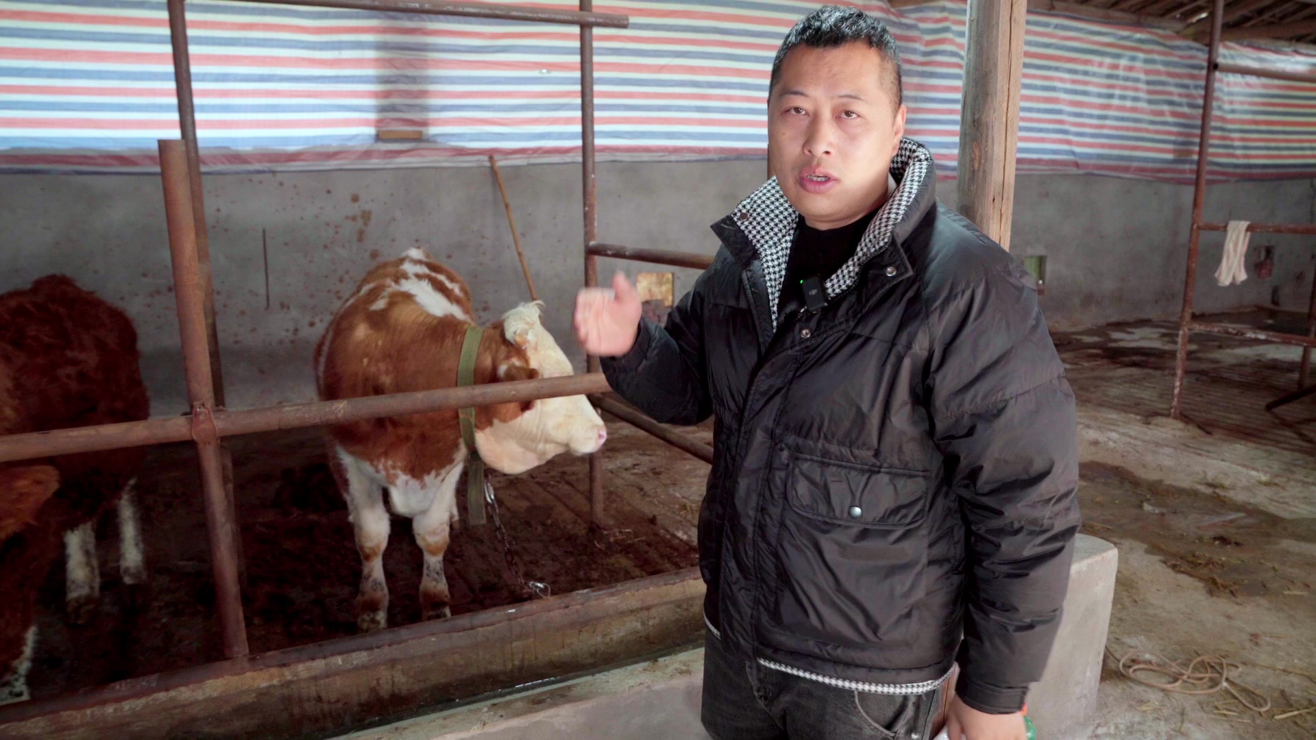 便宜没好货!给牛驱虫没效果,牛不长肉还掉毛,正确用药是关键! #养牛人 ...