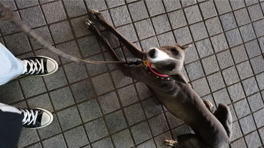 【安卓 乞丐模拟器 消磨时间 】在异世界挣大钱,乞丐也要爱情!