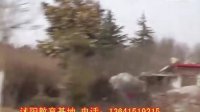 销售绿化苗木 批售塔柏价格