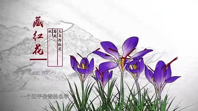本草:藏红花与红花仅有一字之差,价格却相差千倍,作用更明显