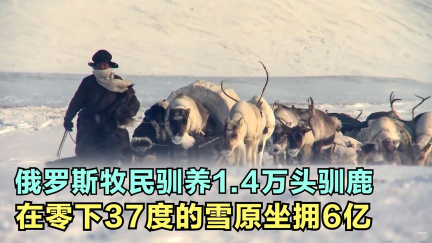 俄罗斯牧民:在零下37度驯养1.4万头驯鹿,价值高达6亿,纪录片