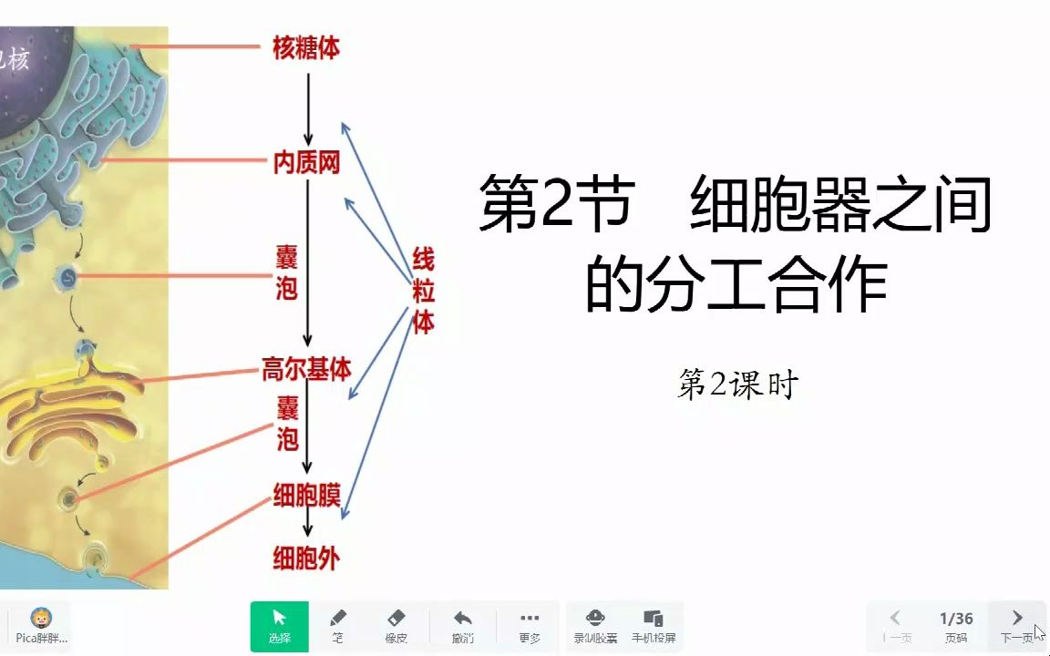必修一3.2|高中生物|细胞器之间的分工合作(二)