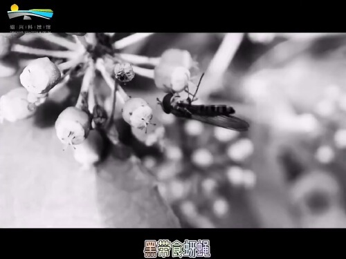 通过显微镜、微焦相机等仪器,观察形形色色的微型生物,你会发现