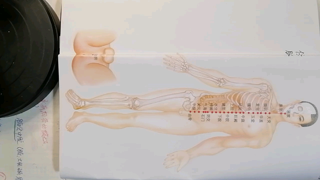 任脉穴位之:曲骨穴