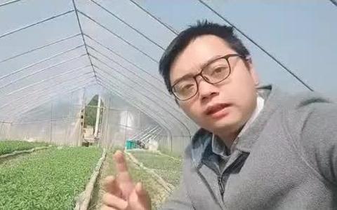 辣椒苗期种植大棚管理及病害防治.
