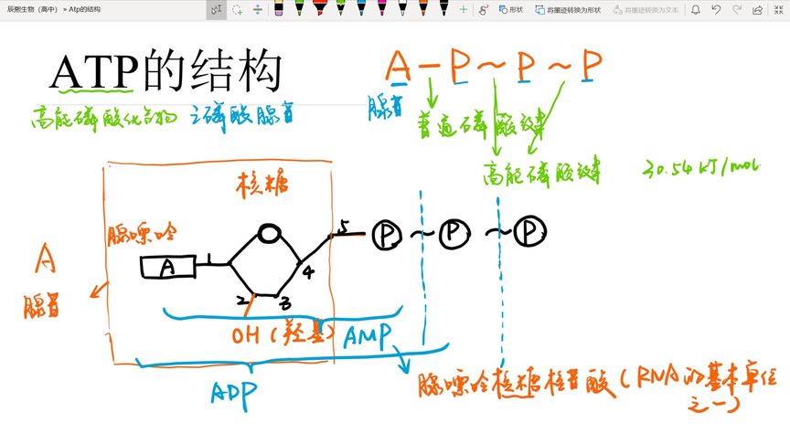 【辰熙生物】ATP的结构,很简单但是很重要啊,自己动手画一下嘛