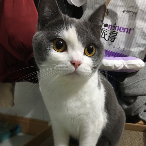 老六斗鸡 