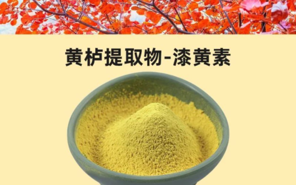 黄栌(Cotinus coggygria Scop.)别名红叶、红叶黄栌、等,是中国重要的...