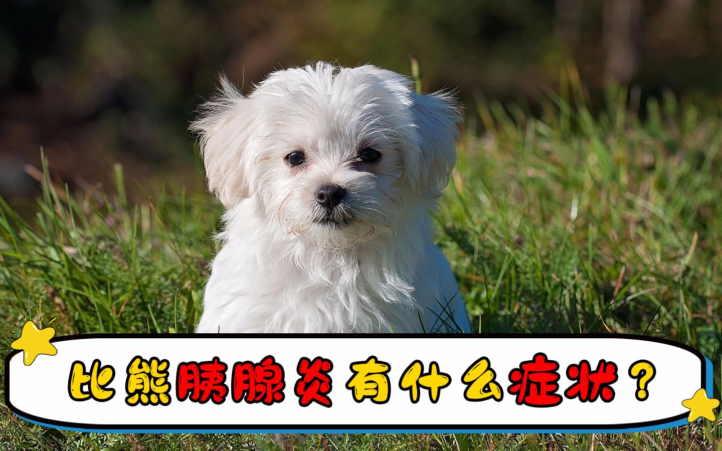 比熊胰腺炎有什么症状?