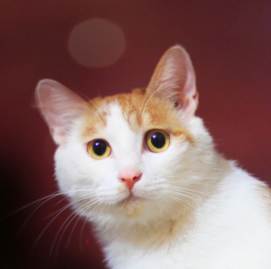 柯柯是只猫 