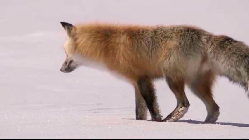 狐狸的雪地捕猎模式,高难度捕猎动作,一击必杀