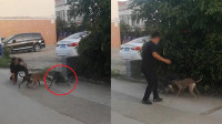小区内4条大狗撕咬一小狗 ,大狗主人脚踹阻拦跪地扑救未果