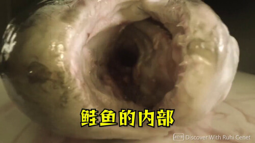 假如人类视角切换成微观世界,一切会变得多炸裂?