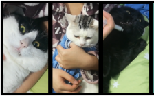 没有喂药器怎么喂猫主子吃驱虫药