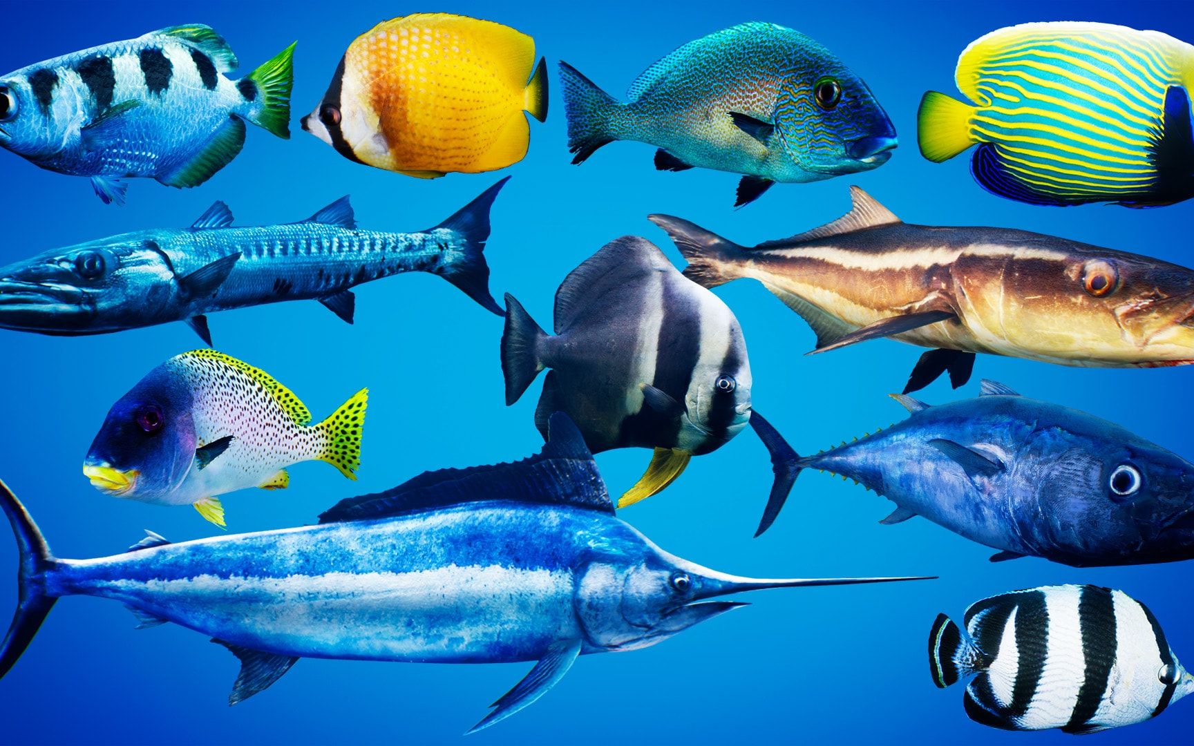 【UE虚幻资源】-UE4鱼群系统