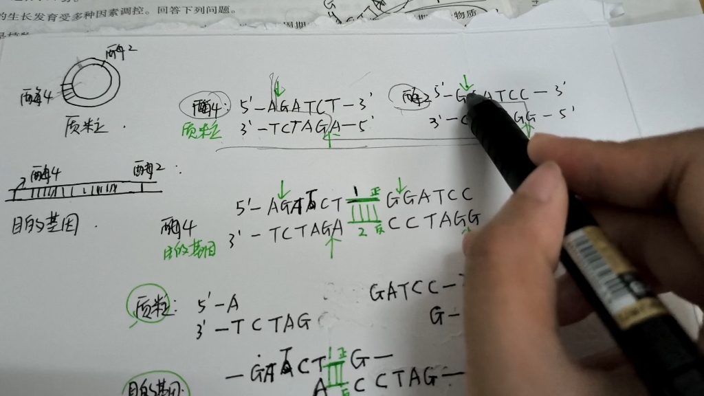 基因工程 限制酶选择 酶切割位点 质粒和目的基因重组