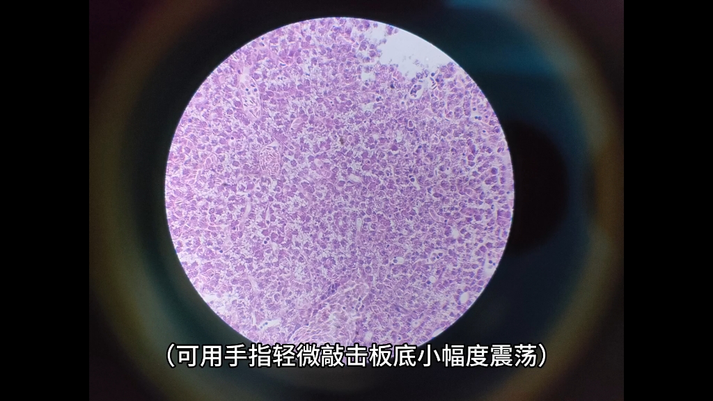 MTT实验操作步骤