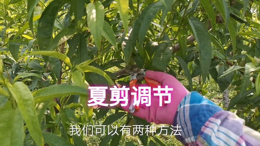 桃树营养生长和生殖生长的平衡,如何通过夏剪来调节