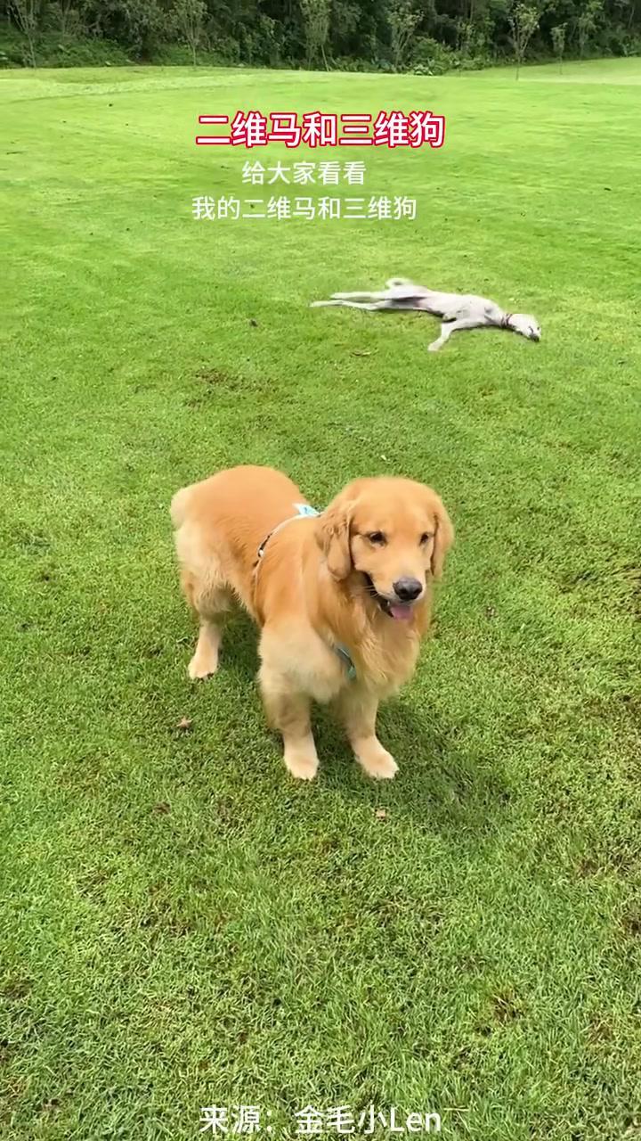 这就是二维马和三维狗#金毛#细狗#万万没想到