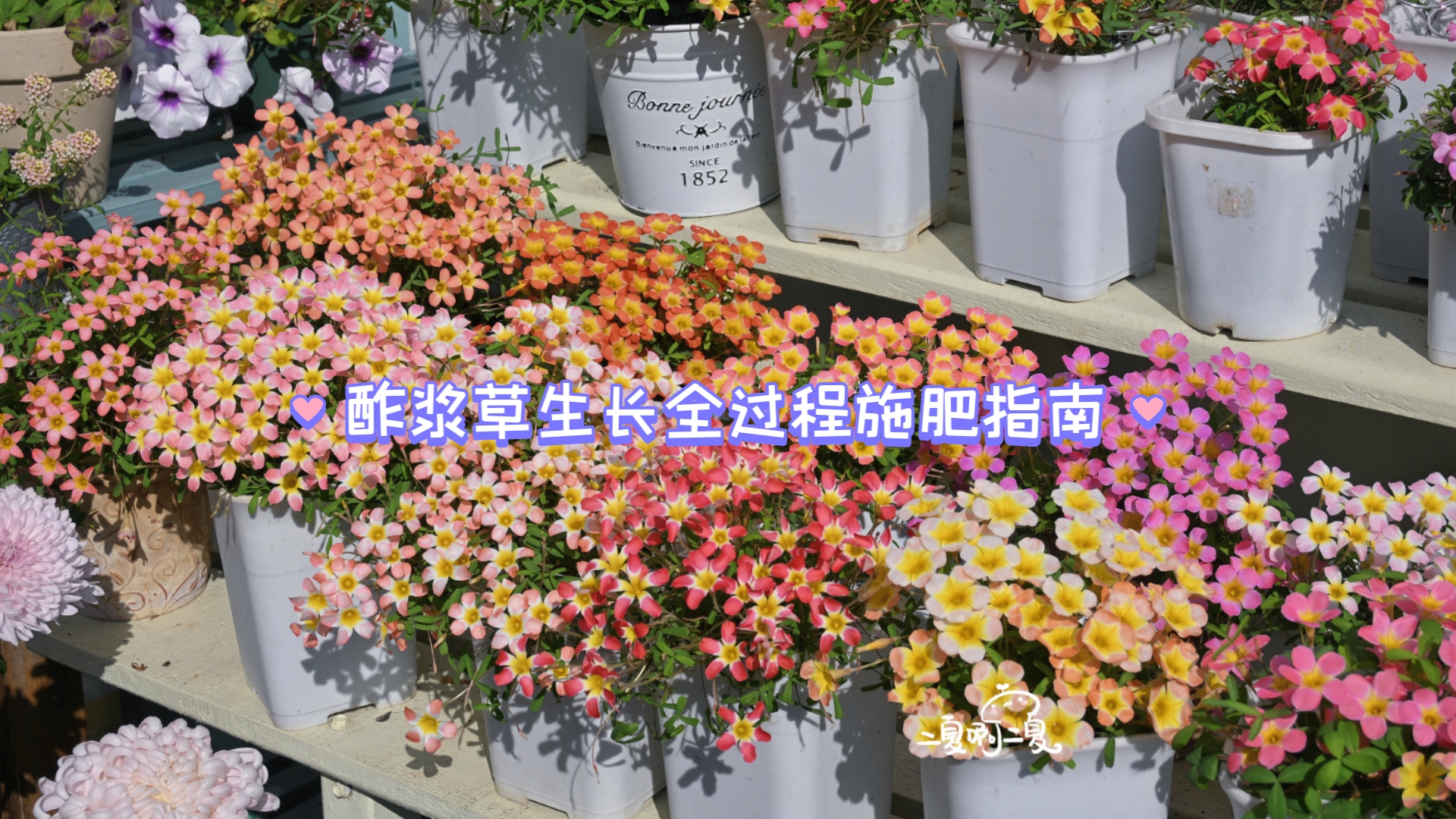 酢浆草生长全过程施肥指南,一起来爆花吧!