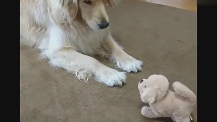 主人买了一个会动的小狗狗,大金毛瞬间就懵了,一脸怀疑!