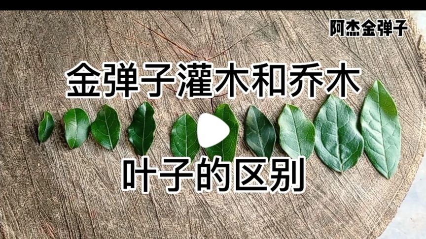 金弹子灌木和乔木叶子的区别