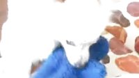 狗狗猫猫咬人了
