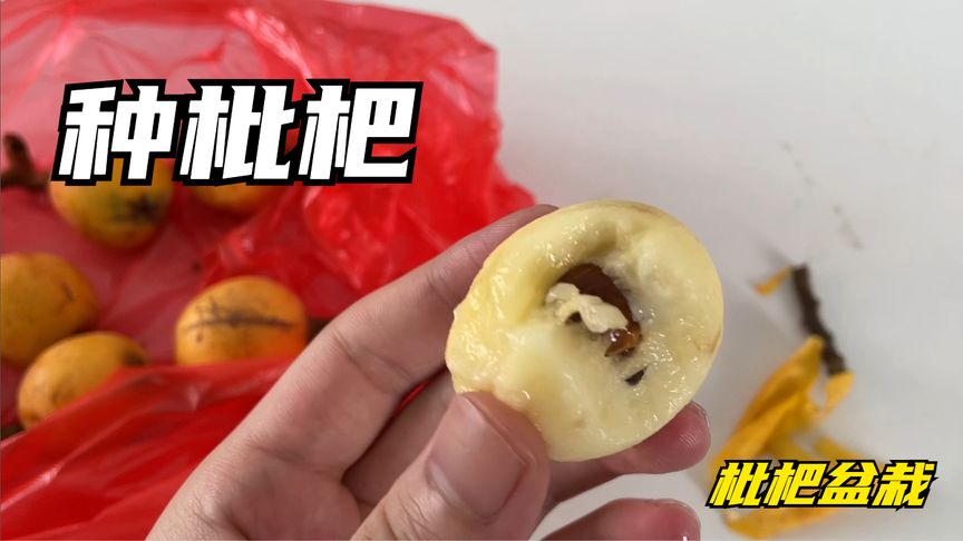 吃完枇杷核不要扔,种到土里就能长出来!