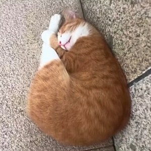 进击的老Big 