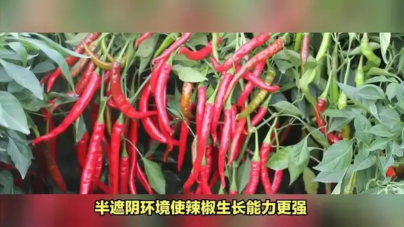 辣椒有哪些高产栽培技术要点,注意这几点非常重要