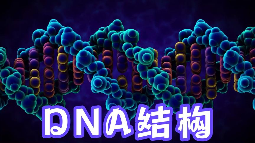 8.DNA的结构