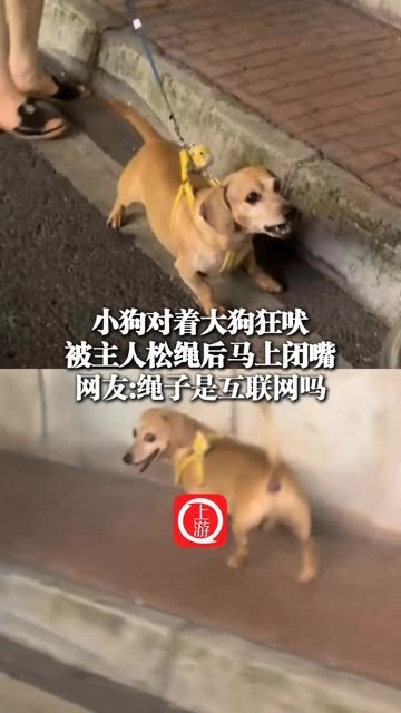 7月31日(受访),四川,#小狗对着大狗狂吠被主人松绳后马上闭嘴,网友:...