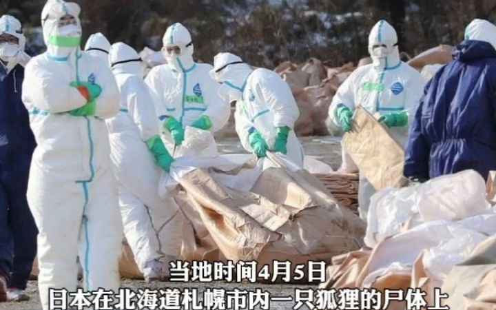 4月5日,日本检疫人员在狐狸尸体中,检测出H5亚型高致病性禽流感病毒