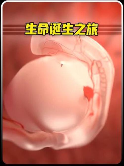 生命的孕育真的很神奇,从细胞变成胎儿的过程历经重重关卡