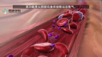 解剖和生理学|红细胞的产生