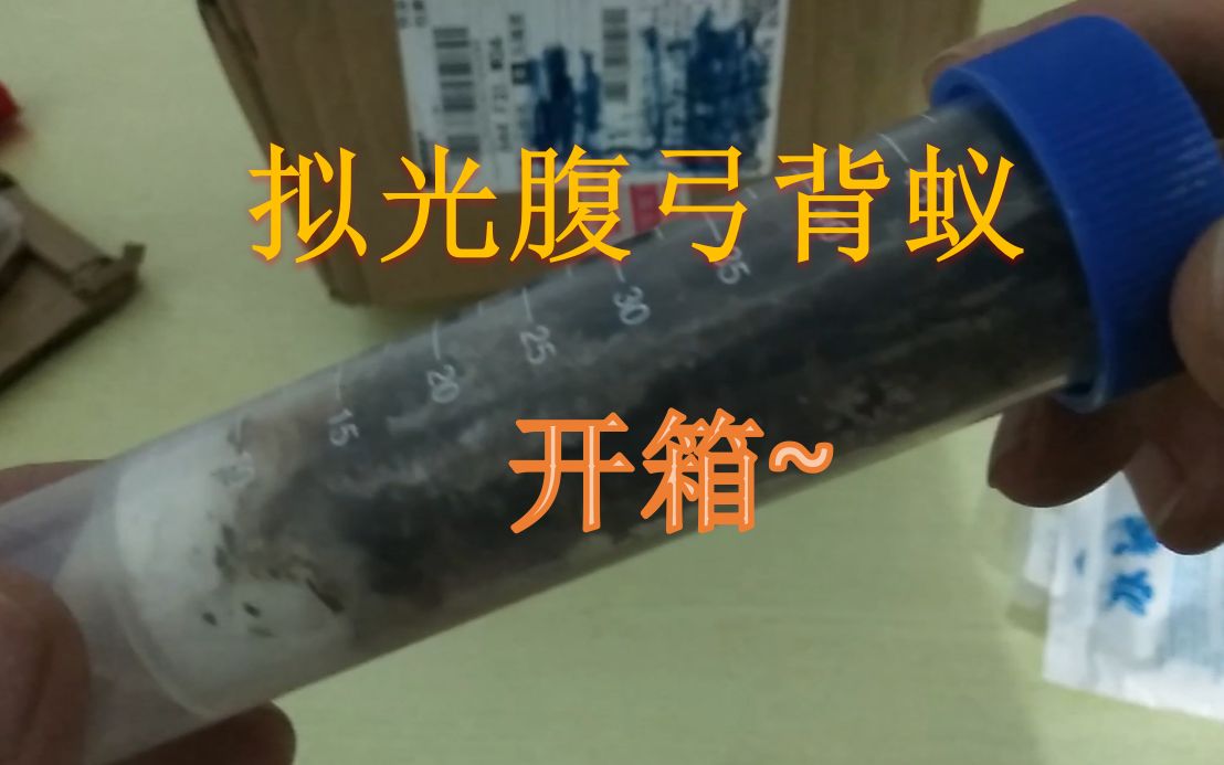 【拟光腹弓背蚁】开箱~外加25口径3试管巢