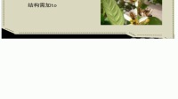2018年春季初一三高班第8讲语法梳理——感官动词和感官系动词