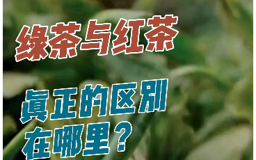 绿茶和红茶真正的区别在哪里?