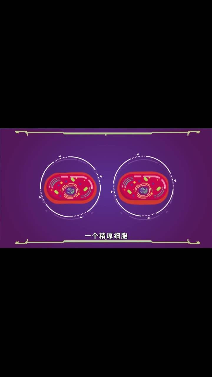 减数分裂:生殖细胞的染色体数目减半 #生物 #知识分享